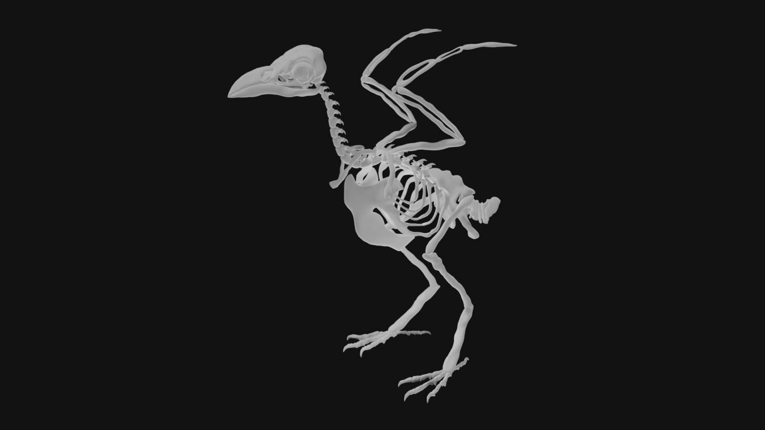 Peacock skeleton 3d model Low Poly - Team 3d Yard