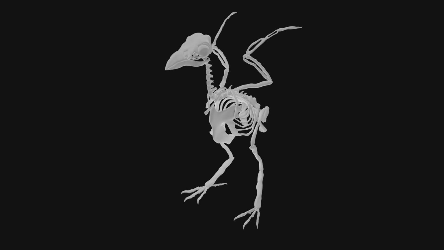 Peacock skeleton 3d model Low Poly - Team 3d Yard