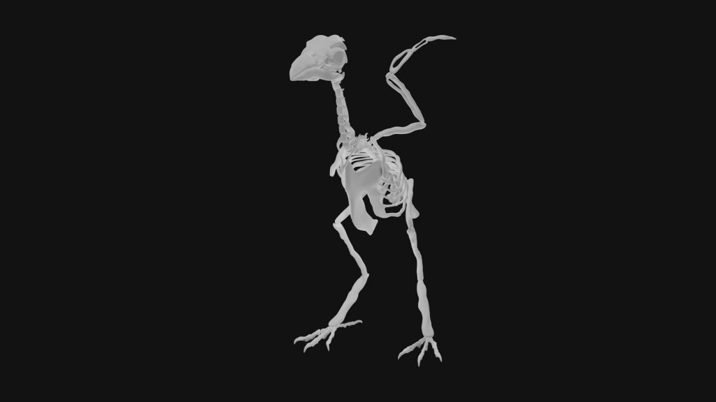 Peacock skeleton 3d model Low Poly - Team 3d Yard