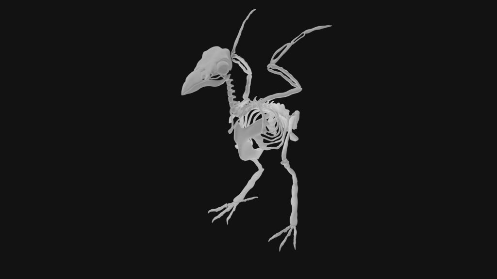 Peacock skeleton 3d model Low Poly - Team 3d Yard