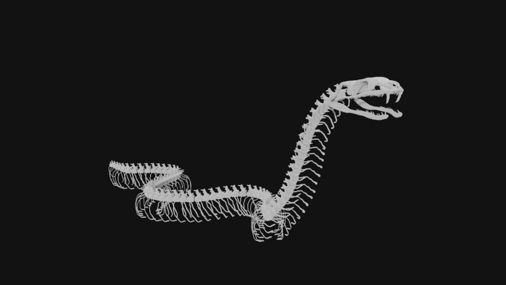 Snake skeleton 3d model Low Poly - Team 3d Yard