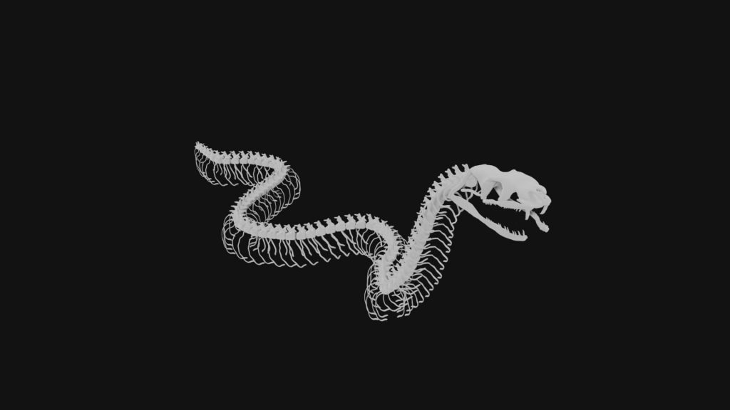 Snake skeleton 3d model Low Poly - Team 3d Yard