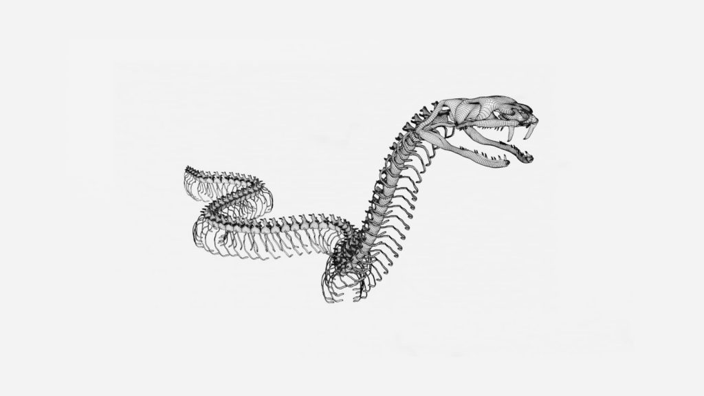Snake skeleton 3d model Low Poly - Team 3d Yard