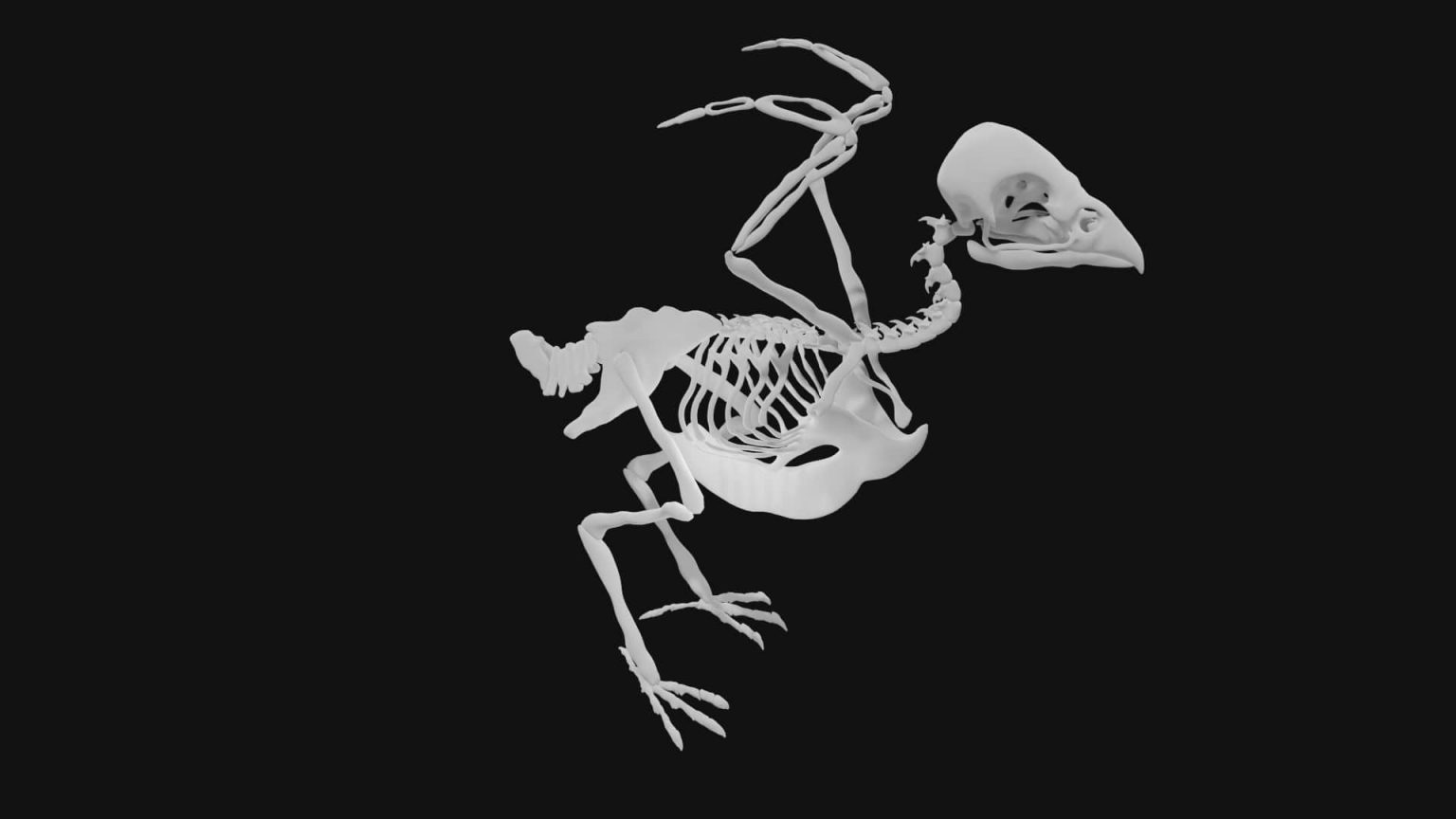 Sparrow Skeleton 3d model Low Poly