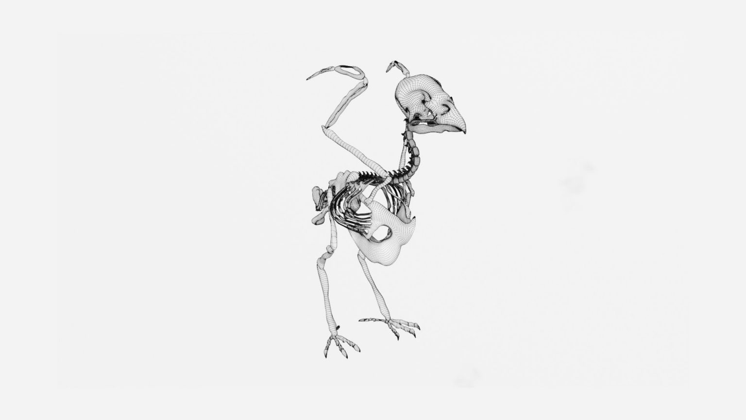 Sparrow Skeleton 3d model Low Poly